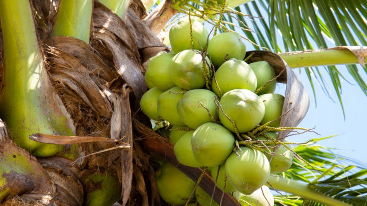 Buscan exportar coco de Guerrero a Canadá