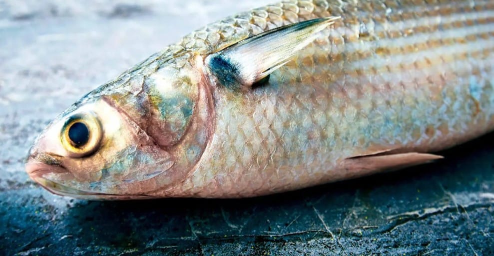 Arranca temporada para capturar liseta en Guerrero y otros estados del ...
